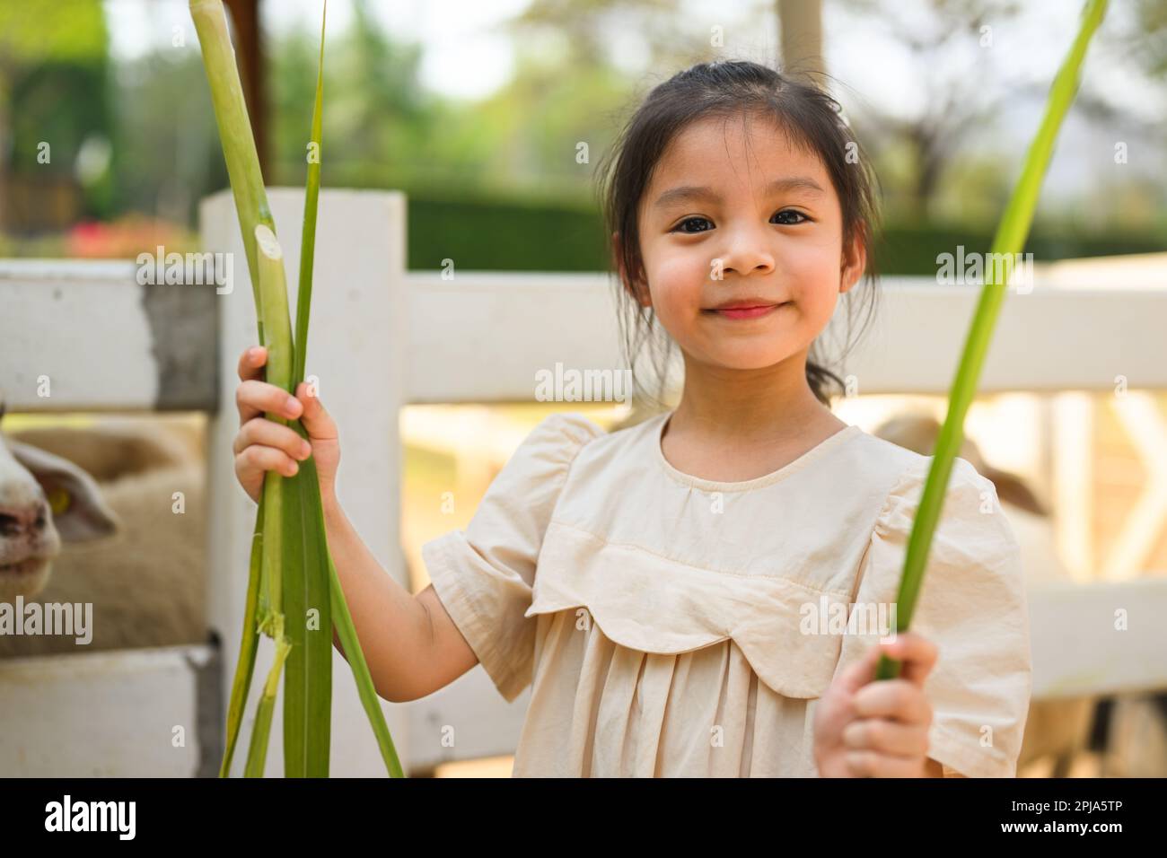 Portrait of cute daughter holding leave feeding sheep at farm Stock ...