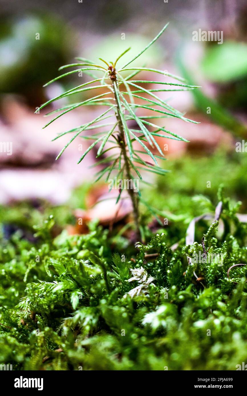 Chartreuse tree hi-res stock photography and images - Alamy