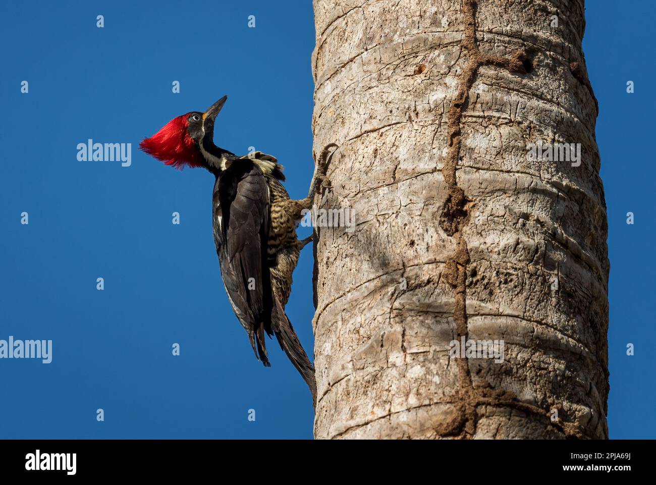 Mexico panama crest hi-res stock photography and images - Alamy