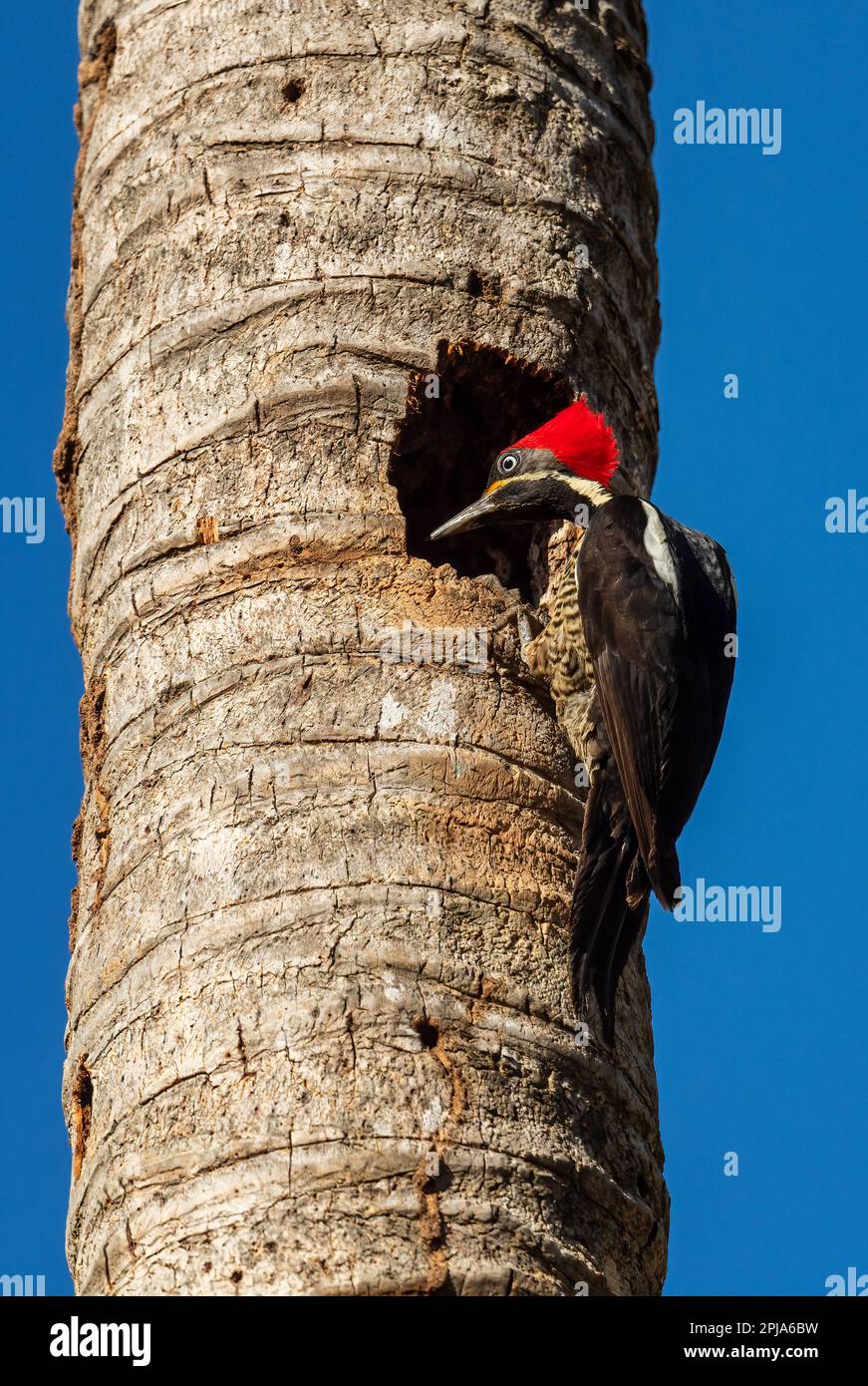 Lineated Woodpecker - Dryocopus lineatus, beautiful colored large ...