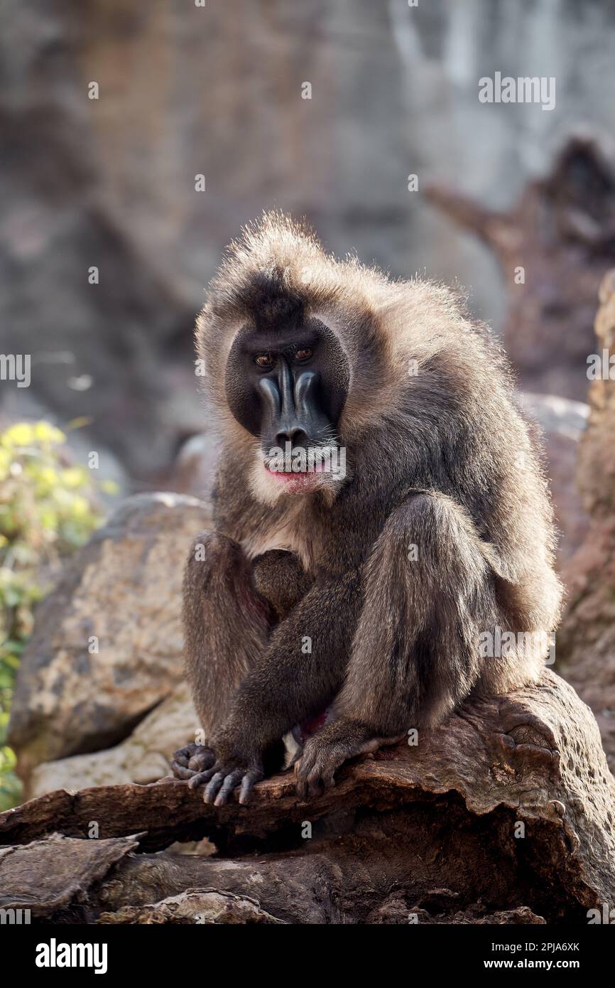 A drill monkey perched atop a large grey rock in an outdoor setting ...