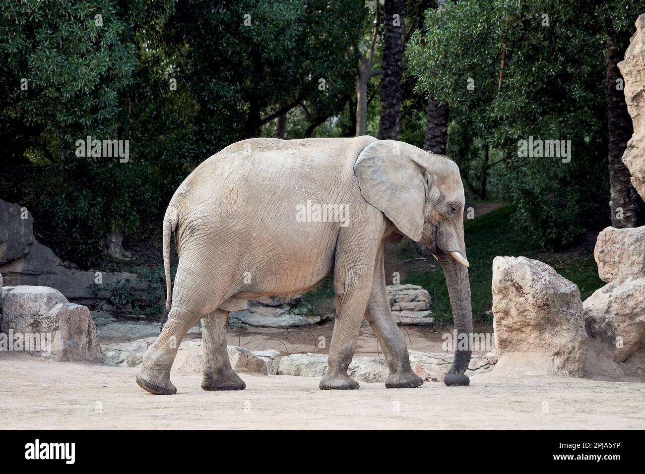 A majestic elephant striding across a dry, rocky terrain, displaying ...