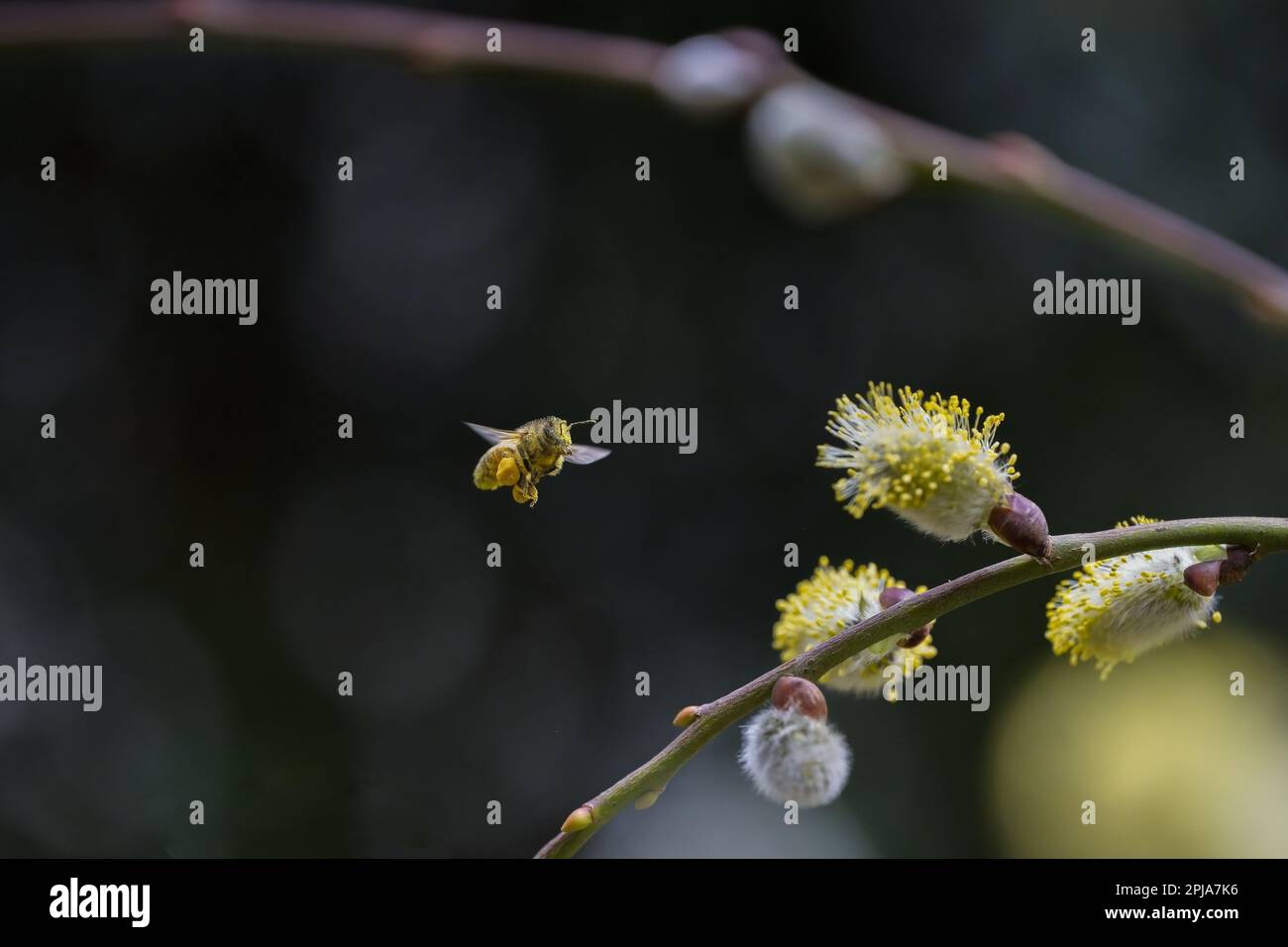 a bee in flight, covered with pollen of a goat willow, Salix caprea ...