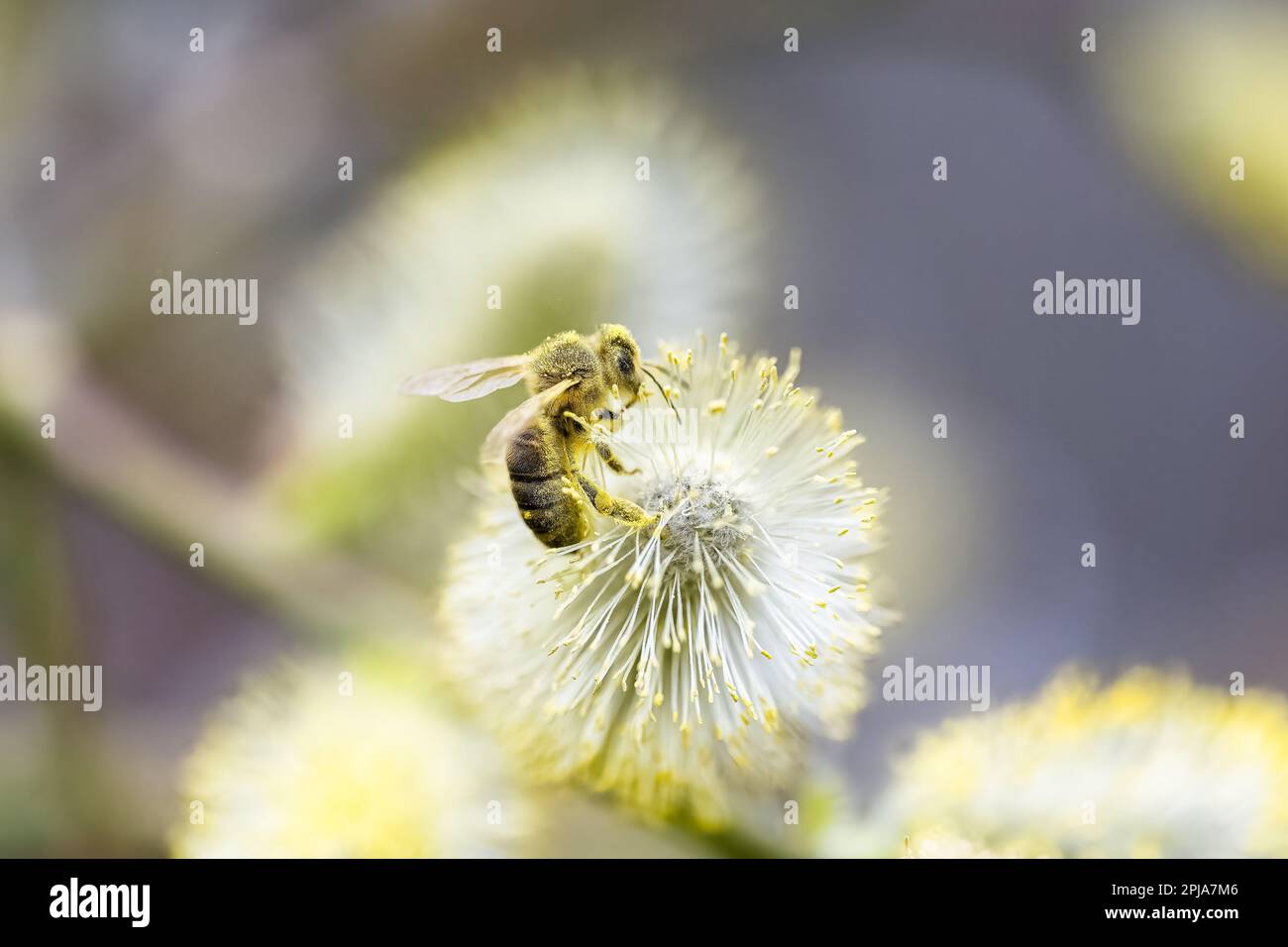 a bee in flight, covered with pollen of a goat willow, Salix caprea ...