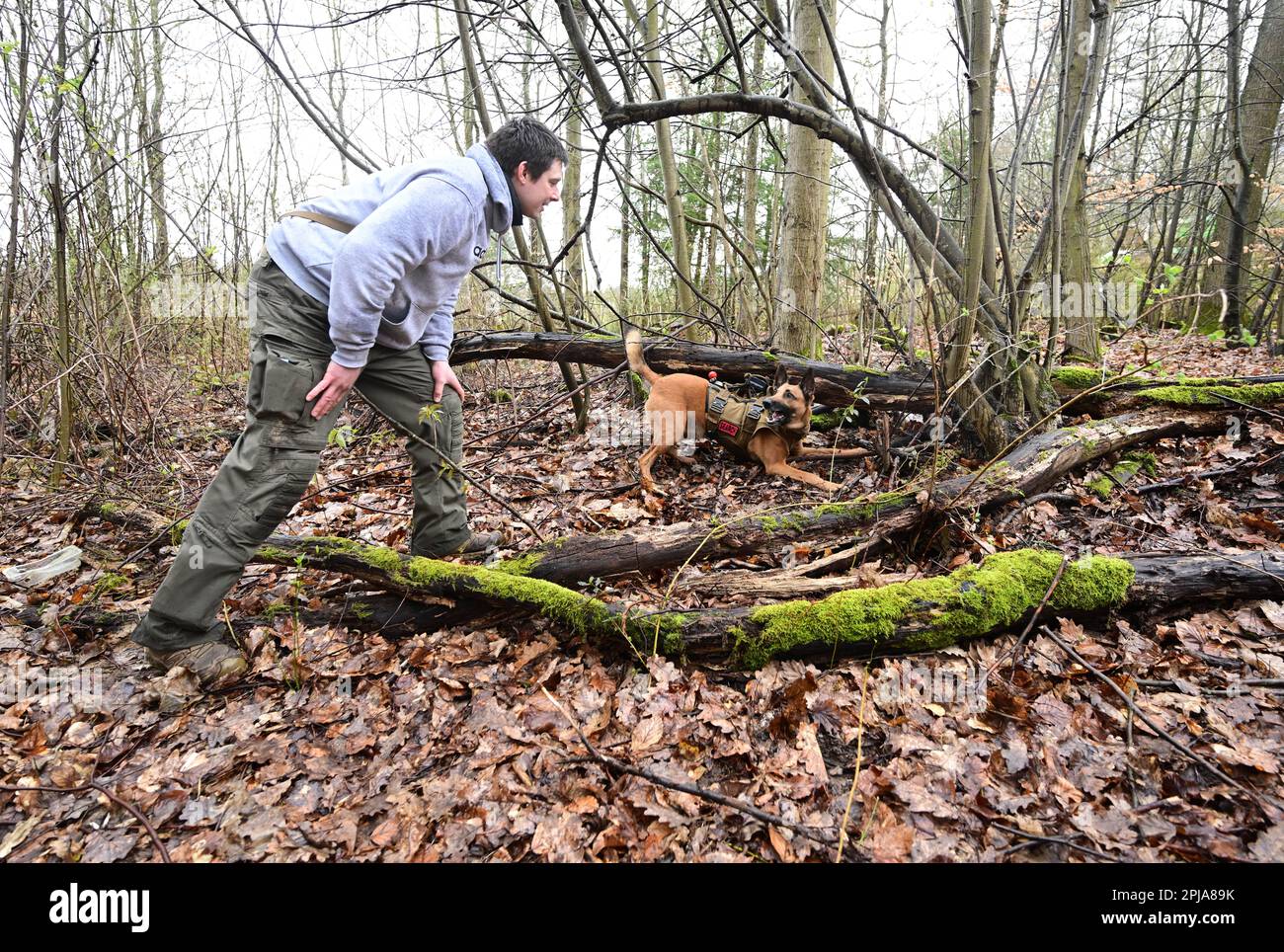 Mosbach, Germany. 01st Apr, 2023. During an animal disease exercise on ...