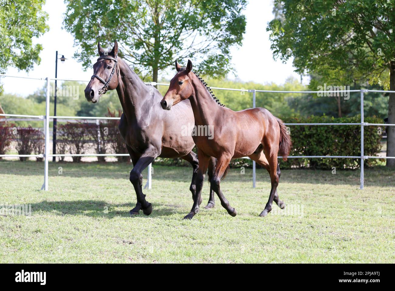 One years old foal gallops with her mother outside at rural animal farm ...