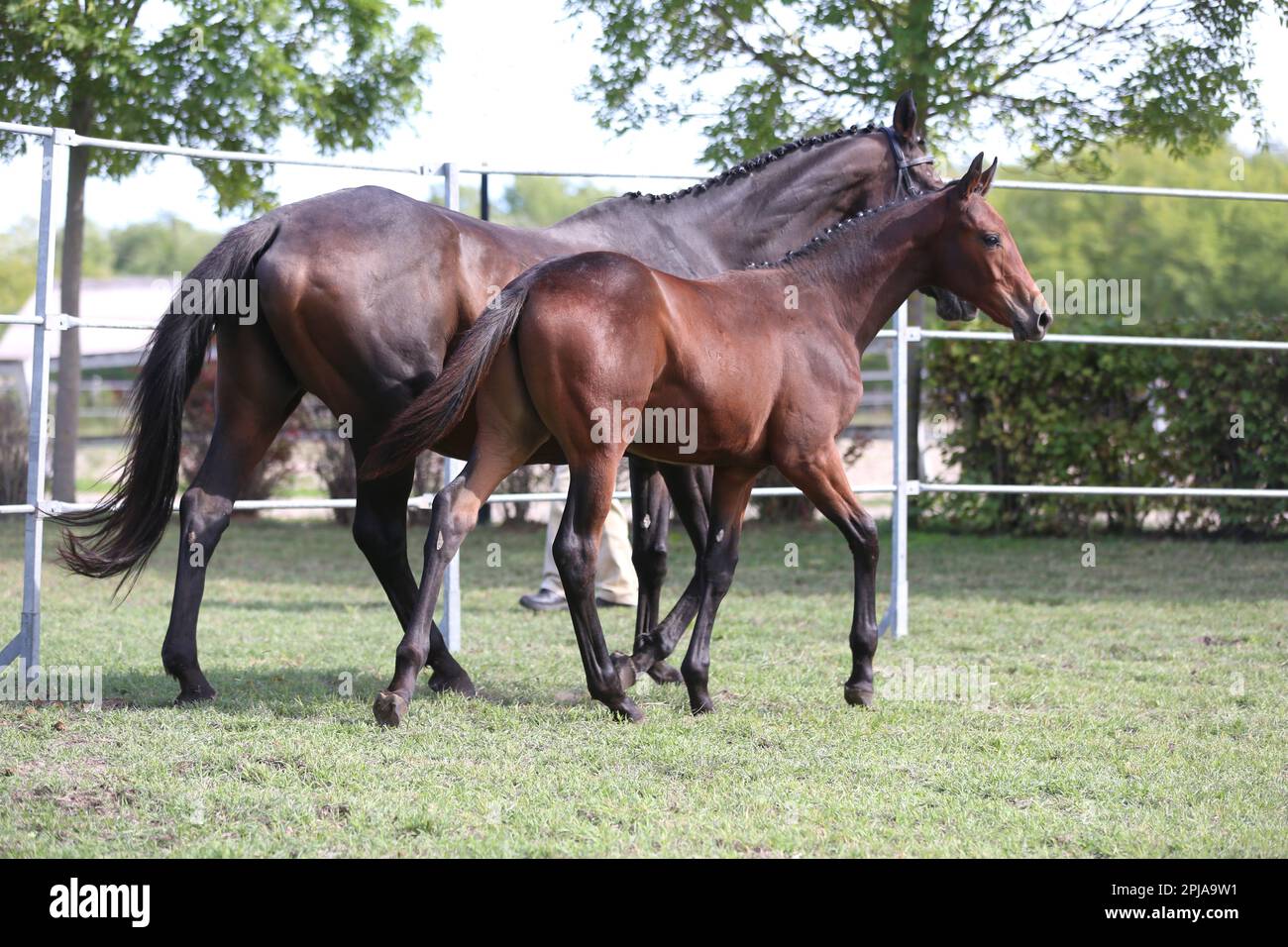 One years old foal gallops with her mother outside at rural animal farm ...