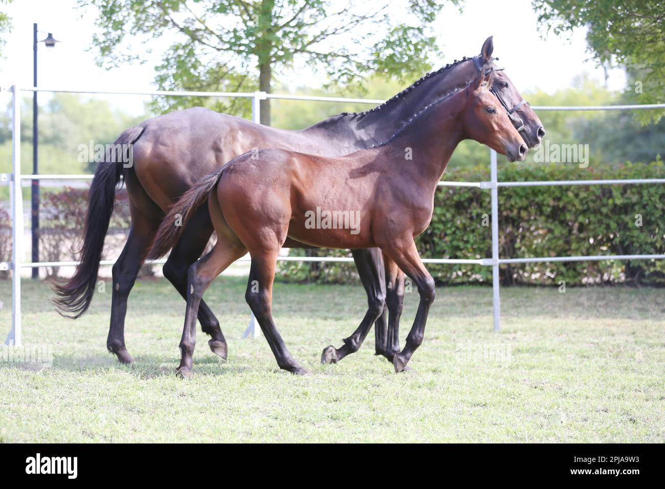 One years old foal gallops with her mother outside at rural animal farm ...