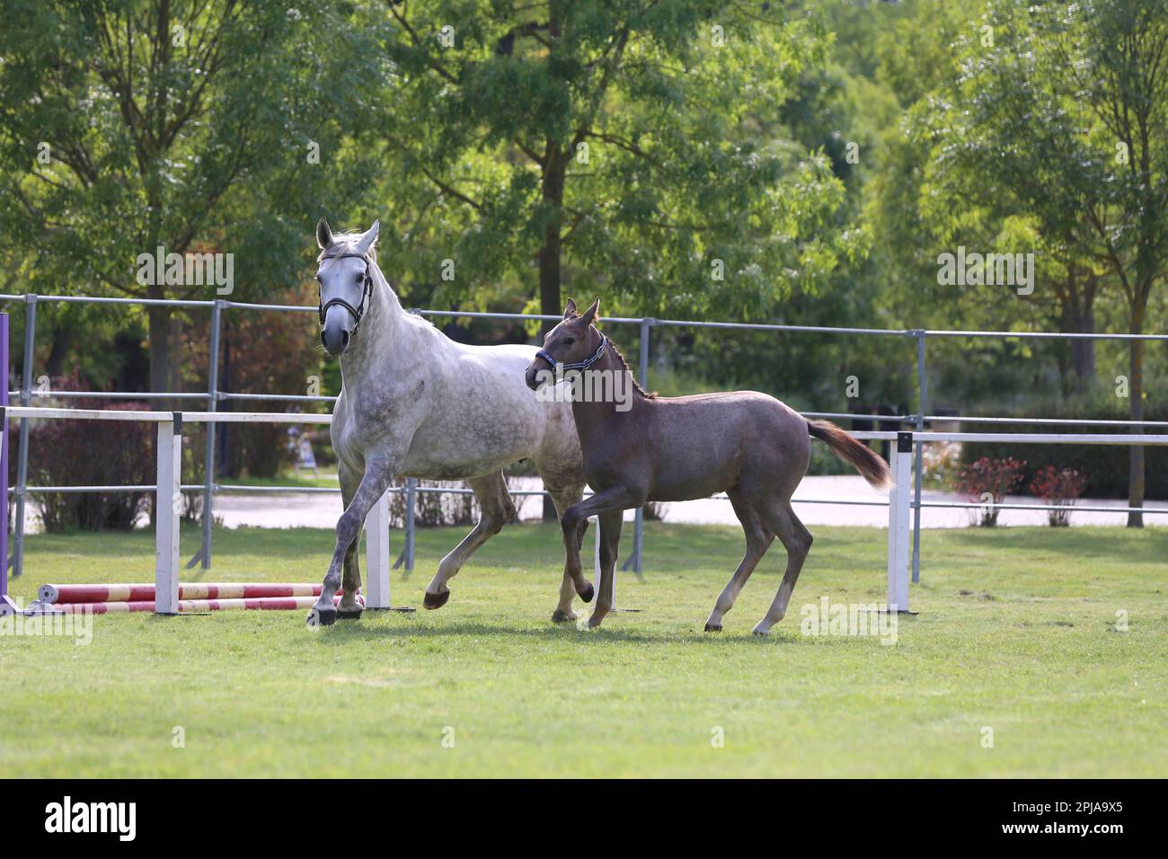 One years old foal gallops with her mother outside at rural animal farm ...