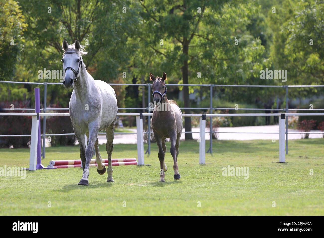 One years old foal gallops with her mother outside at rural animal farm ...