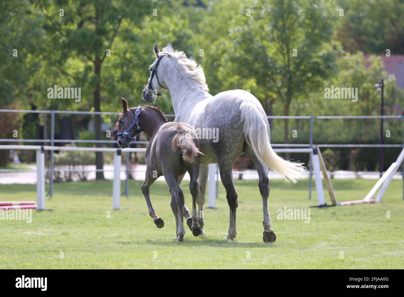 One years old foal gallops with her mother outside at rural animal farm ...