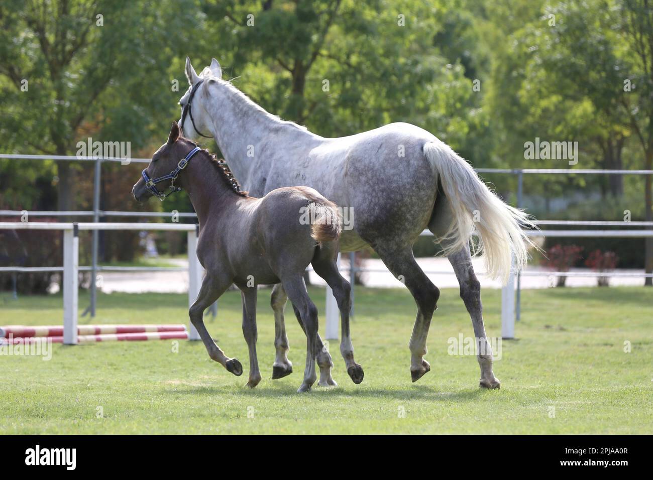 One years old foal gallops with her mother outside at rural animal farm ...