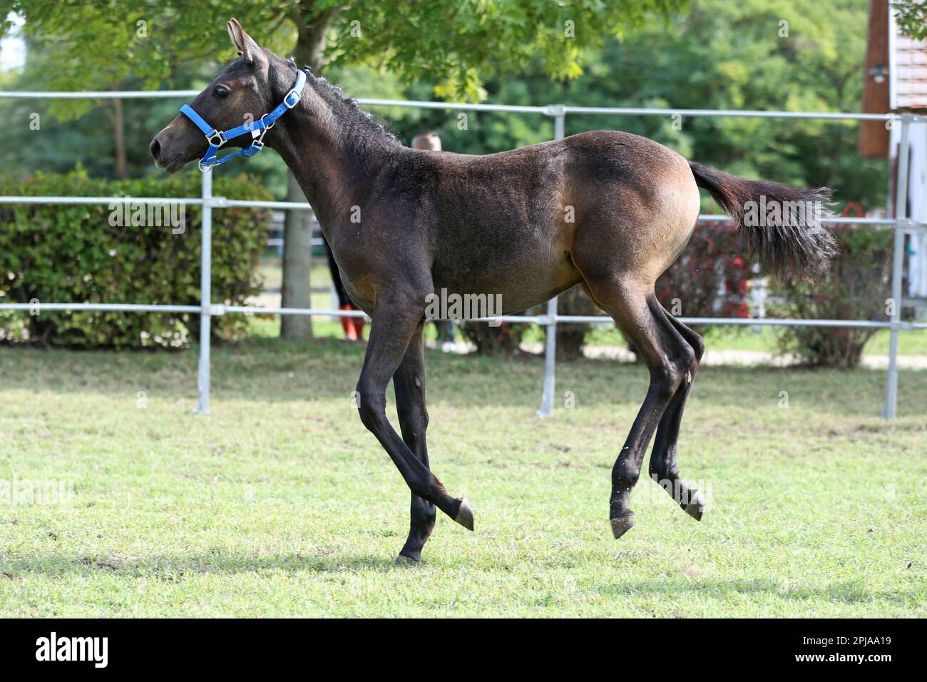 One years old foal gallops with her mother outside at rural animal farm ...