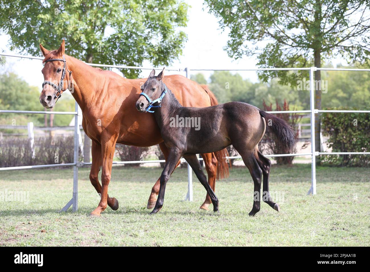 One years old foal gallops with her mother outside at rural animal farm ...