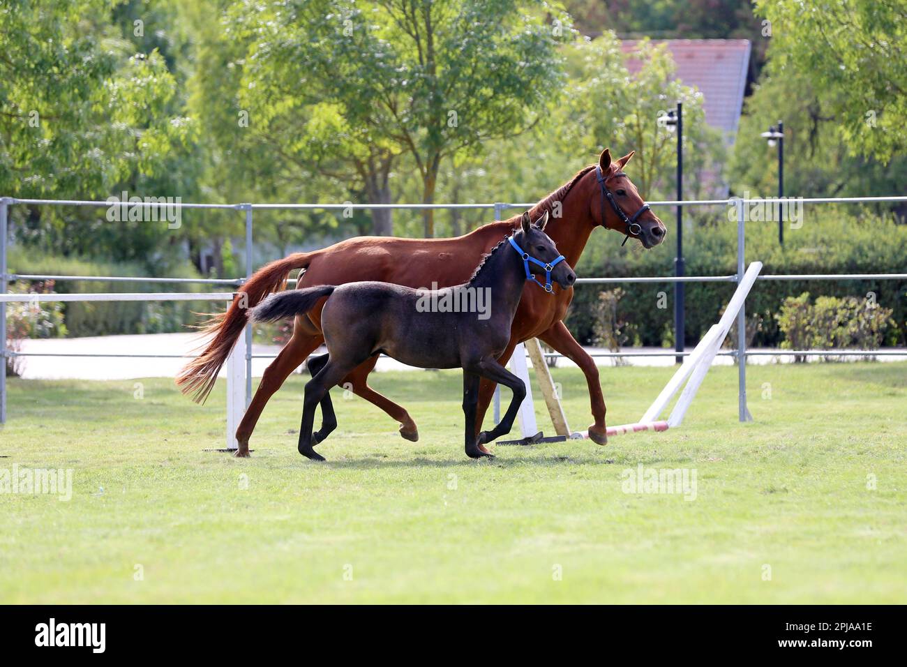 One years old foal gallops with her mother outside at rural animal farm ...