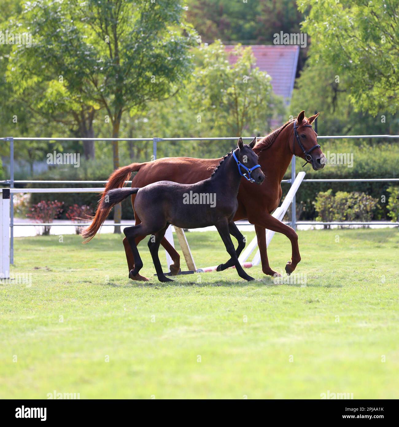 One years old foal gallops with her mother outside at rural animal farm ...