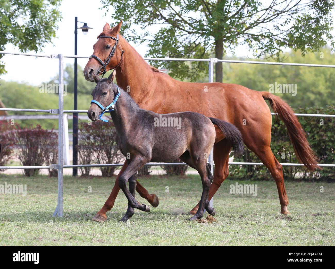 One years old foal gallops with her mother outside at rural animal farm ...