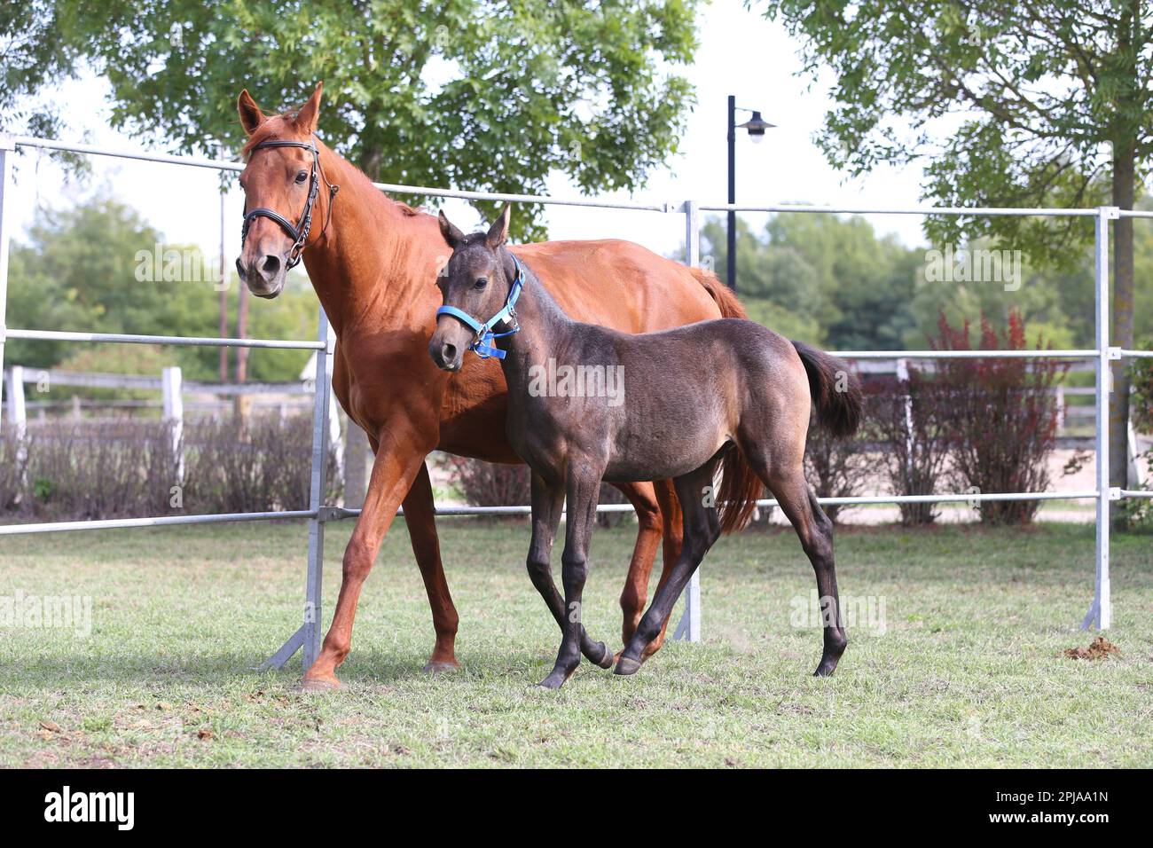 One years old foal gallops with her mother outside at rural animal farm ...