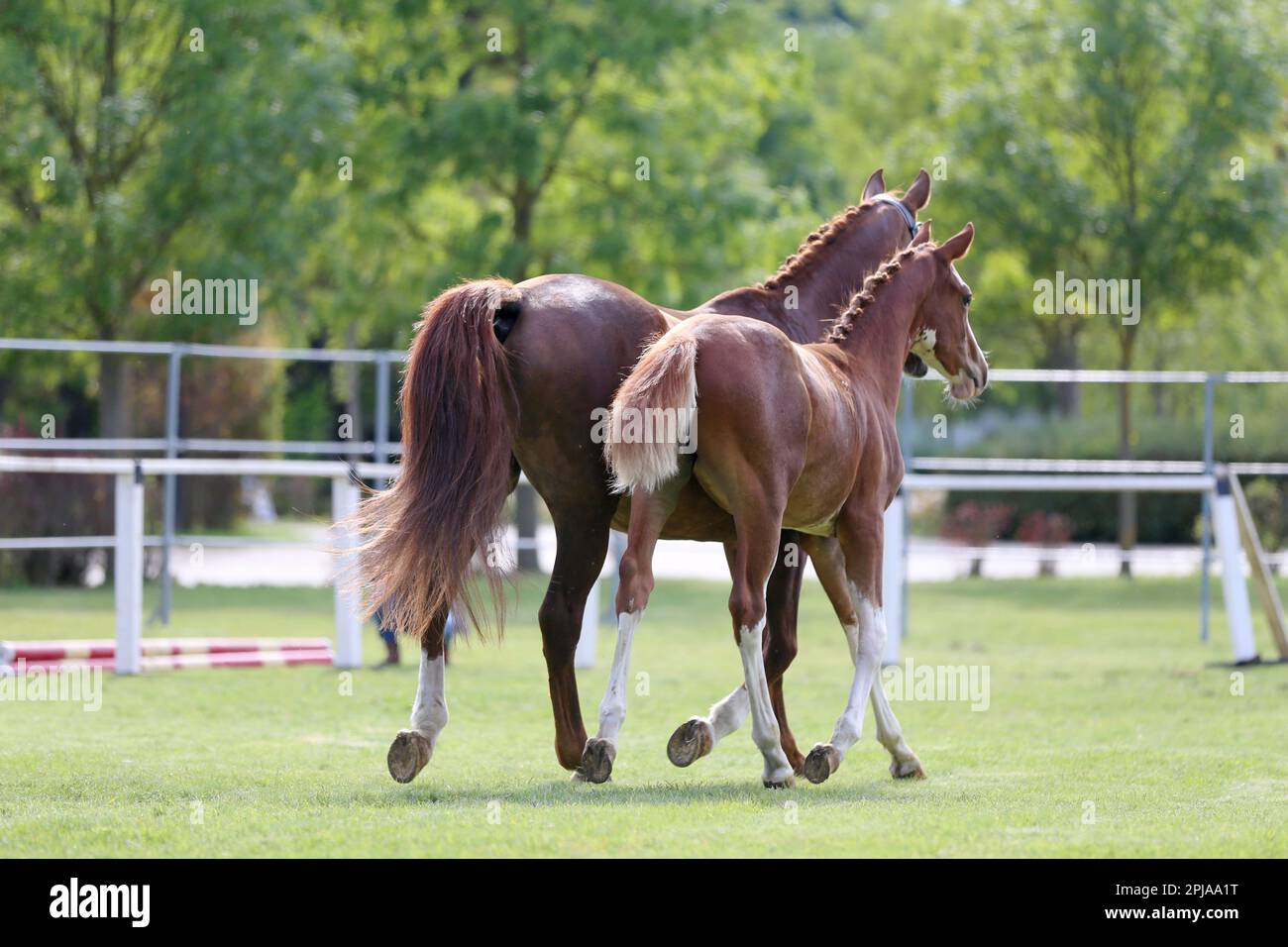 One years old foal gallops with her mother outside at rural animal farm ...