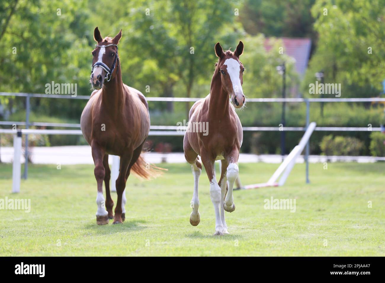 One years old foal gallops with her mother outside at rural animal farm ...