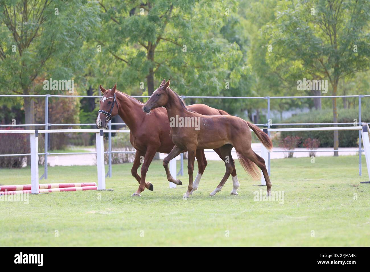 One years old foal gallops with her mother outside at rural animal farm ...