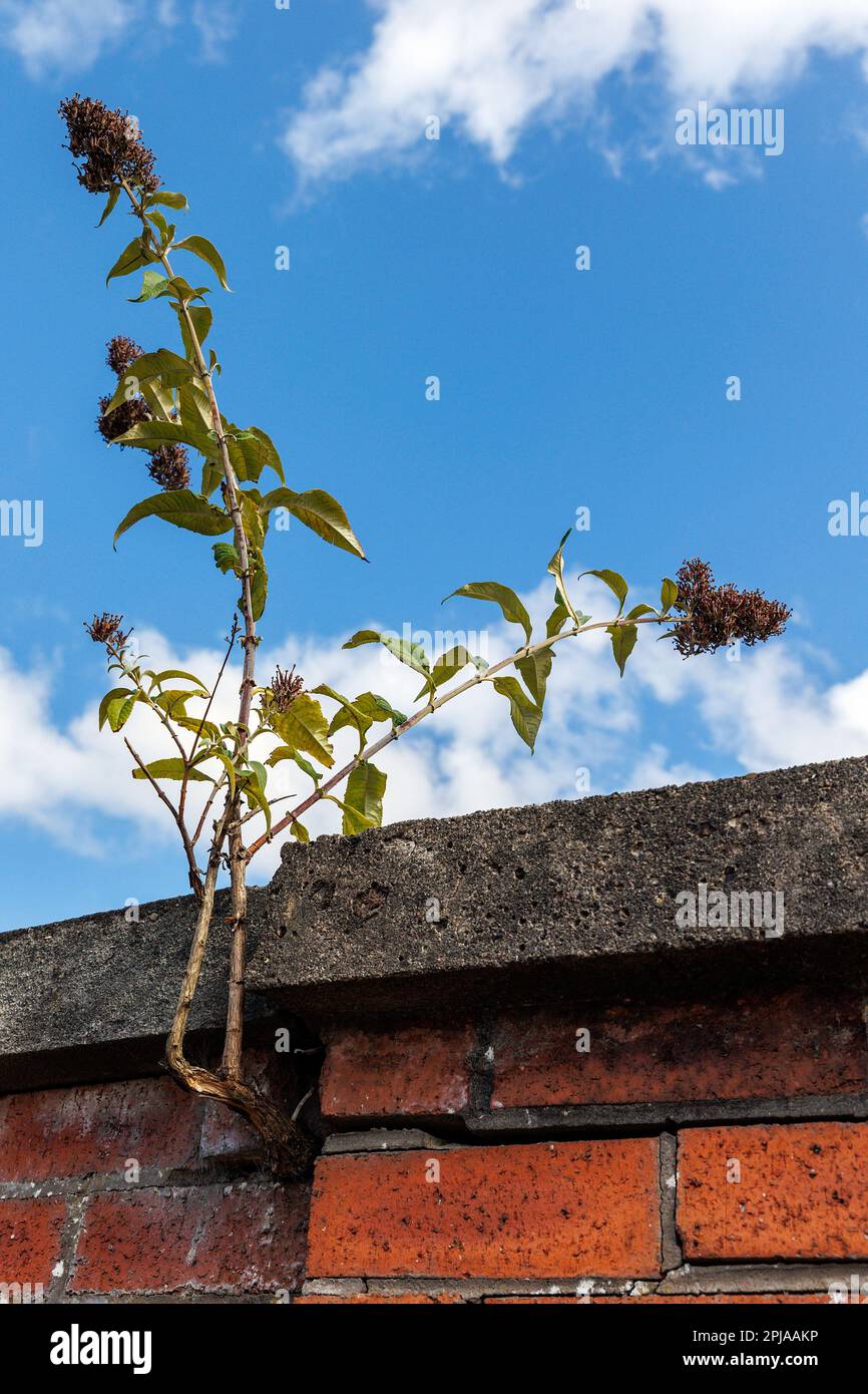 Buddleia destroying a wall Stock Photo - Alamy