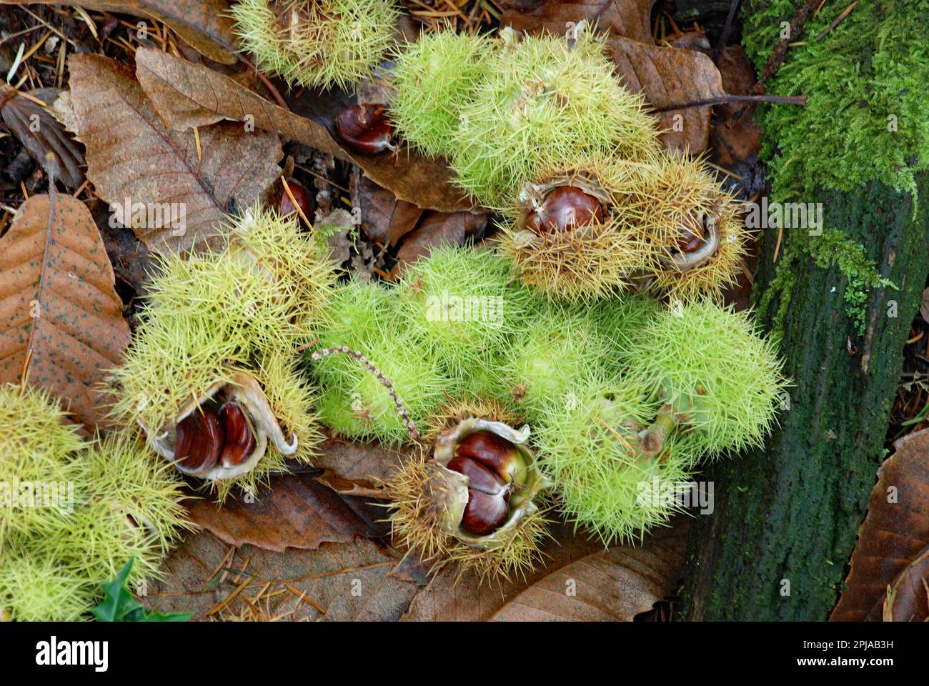 Sweet Chestnut (Castanea sativa Stock Photo - Alamy