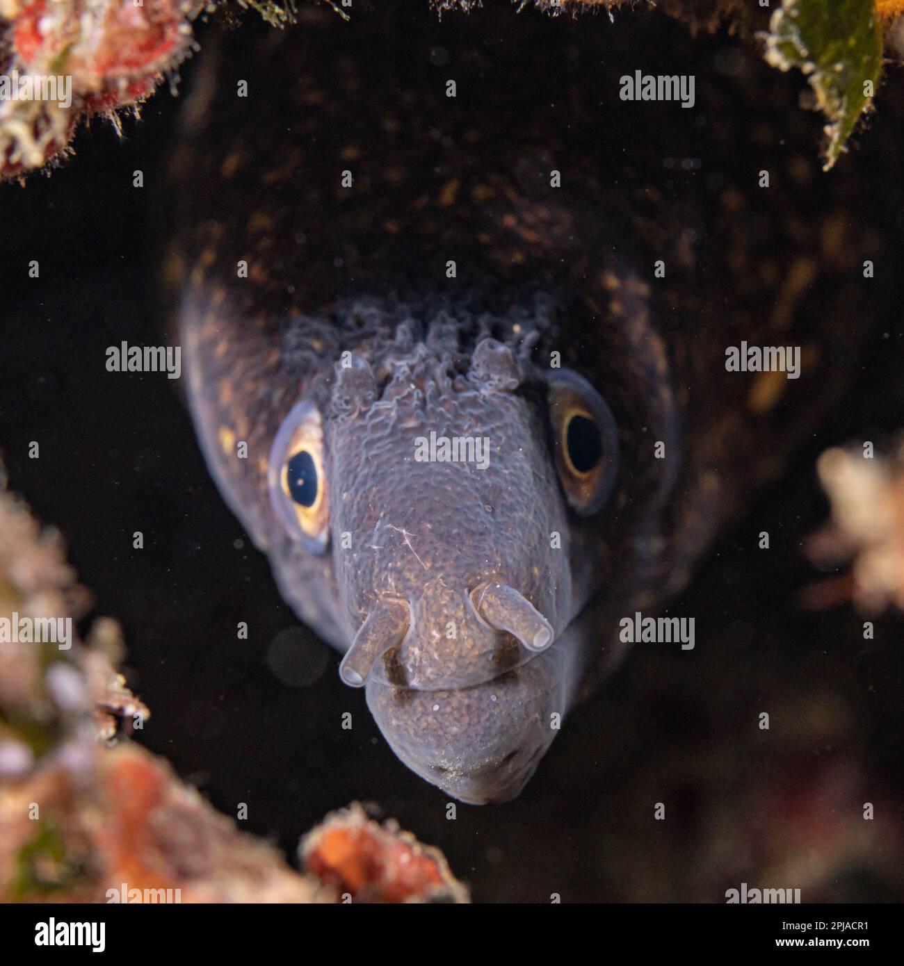 Muray eel hi-res stock photography and images - Alamy