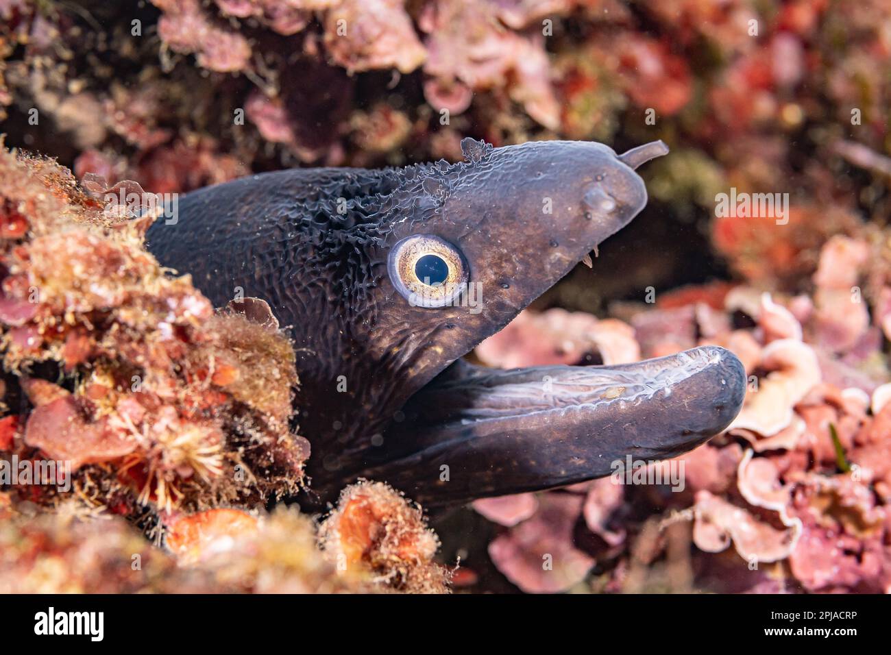 Muray eel lurking out of its hole Stock Photo - Alamy