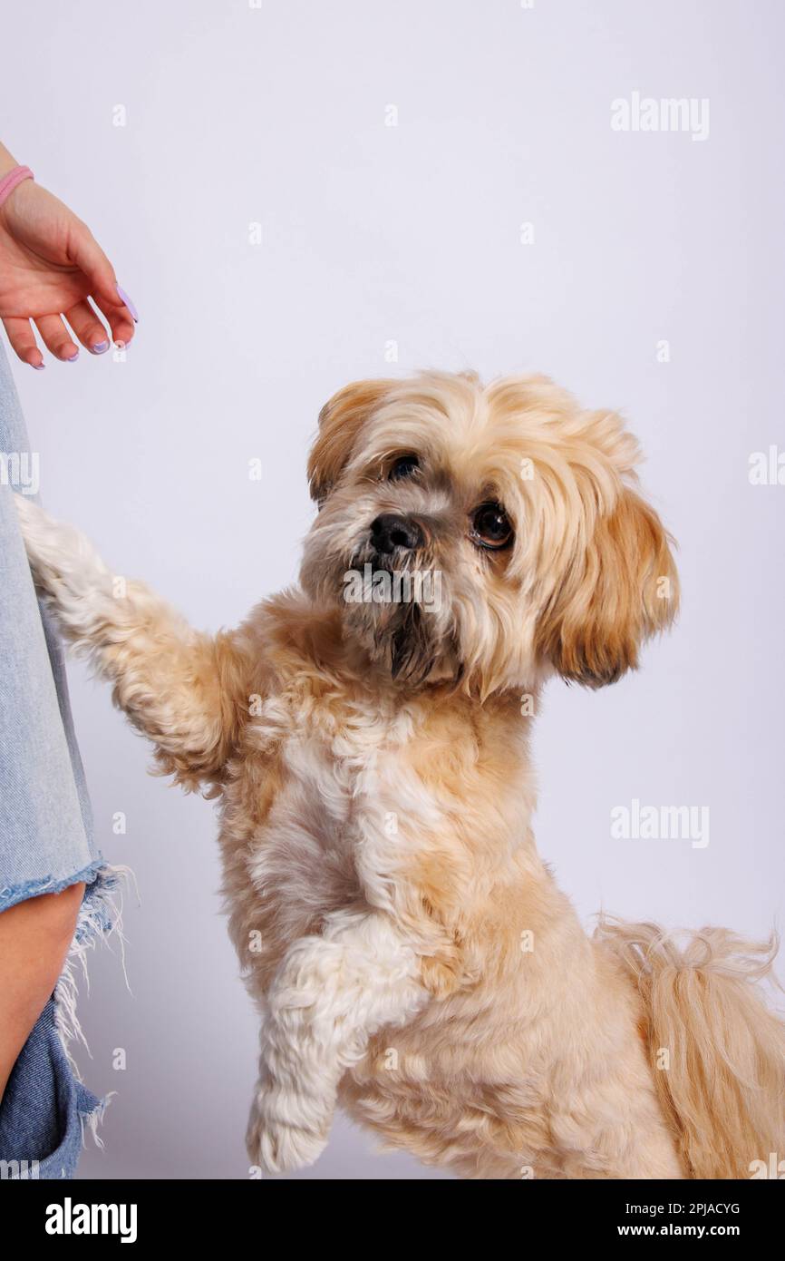Lhasa Apso - Amazing dog in studio photo session Stock Photo - Alamy