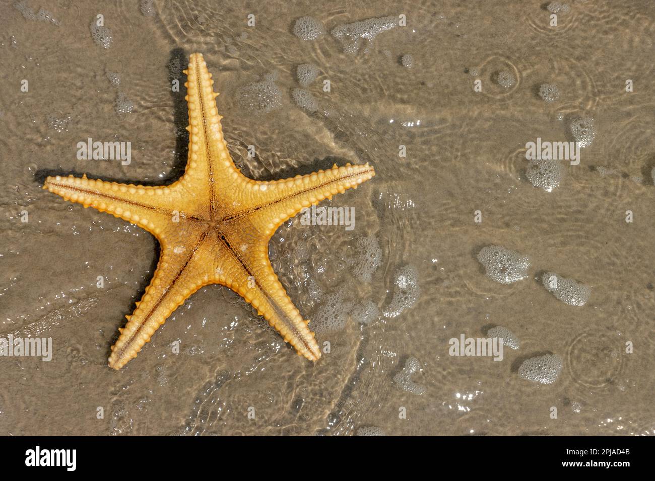 Starfish lying on the sea beach with a waves, top view Stock Photo - Alamy