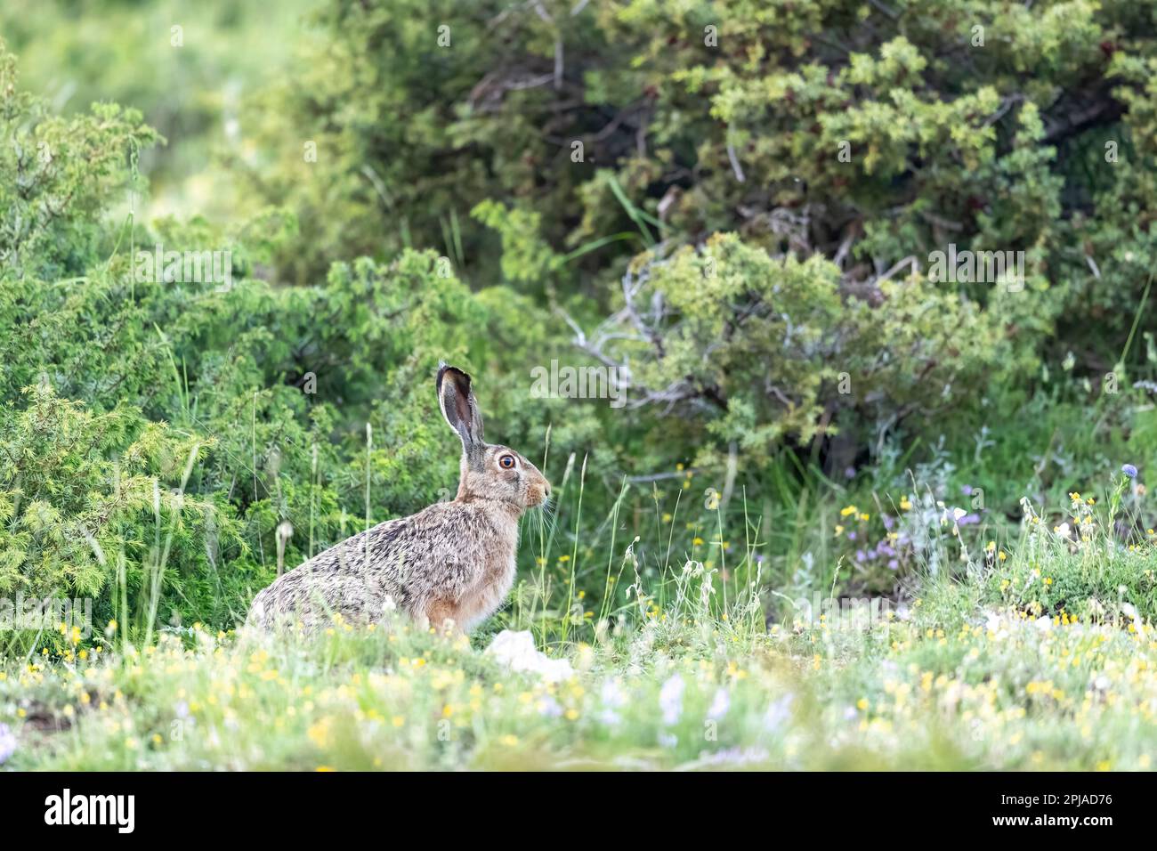 The common hare or European hare (Lepus europaeus Stock Photo - Alamy