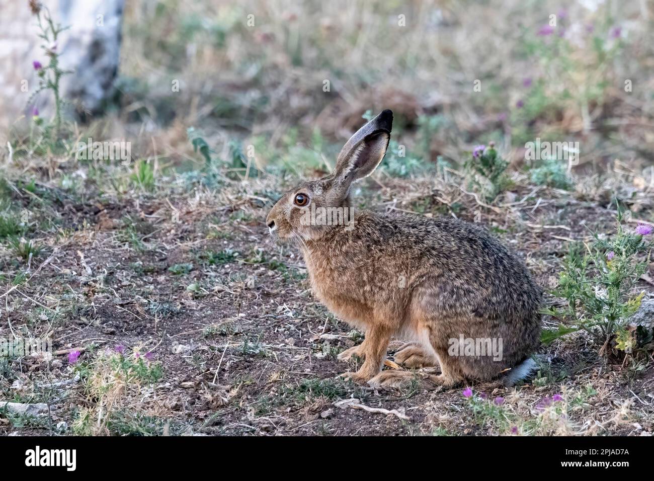 The common hare or European hare (Lepus europaeus Stock Photo - Alamy