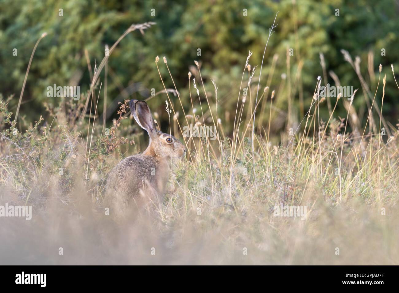 The common hare or European hare (Lepus europaeus Stock Photo - Alamy