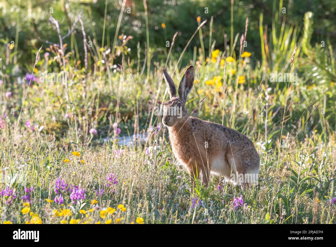 The common hare or European hare (Lepus europaeus Stock Photo - Alamy
