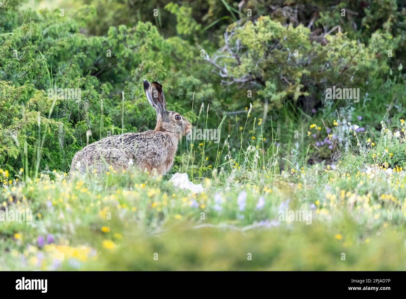 Hare eyes close up hi-res stock photography and images - Alamy