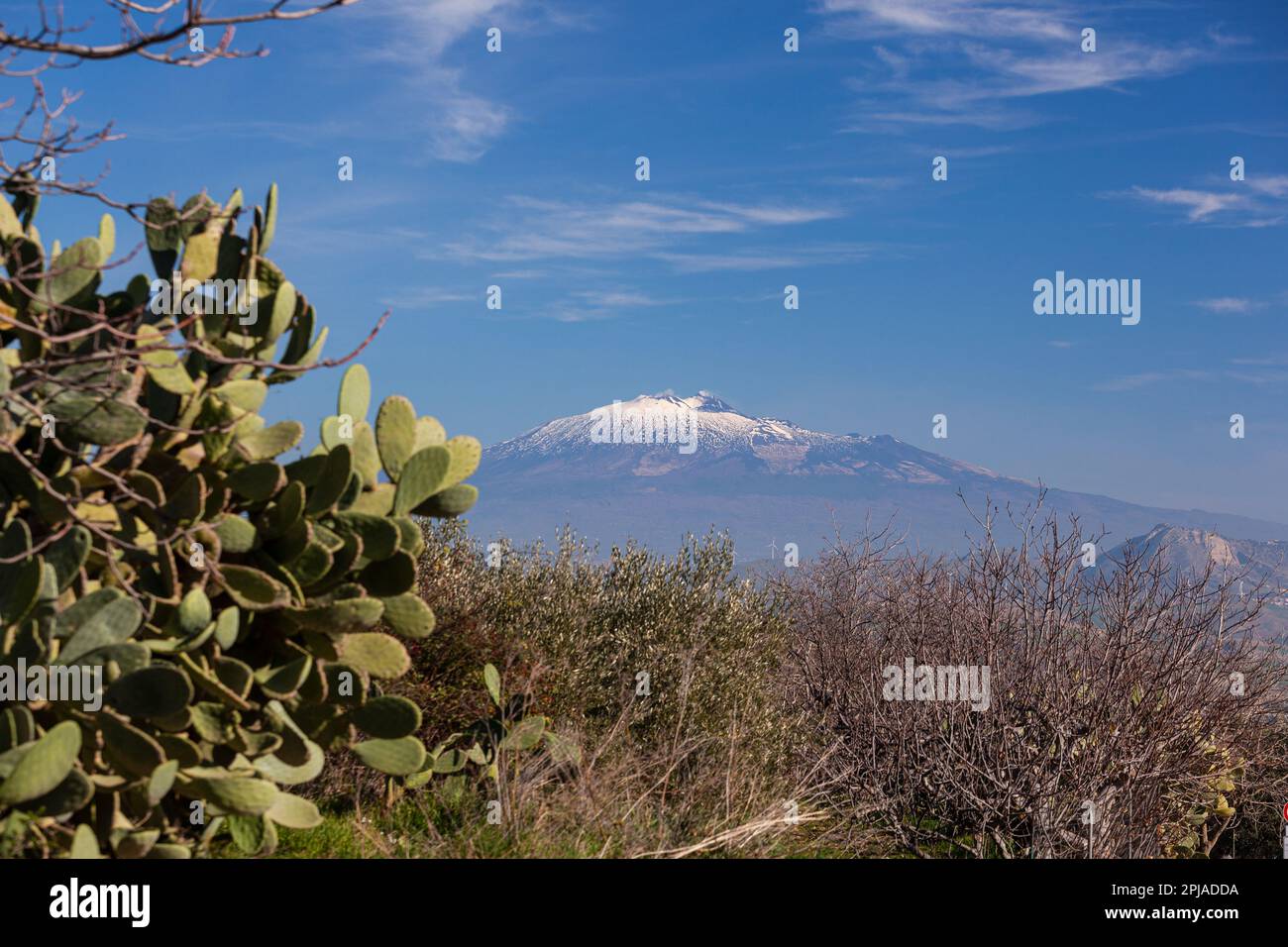Prickly pear plant and volcano Etna covered with snow in background ...