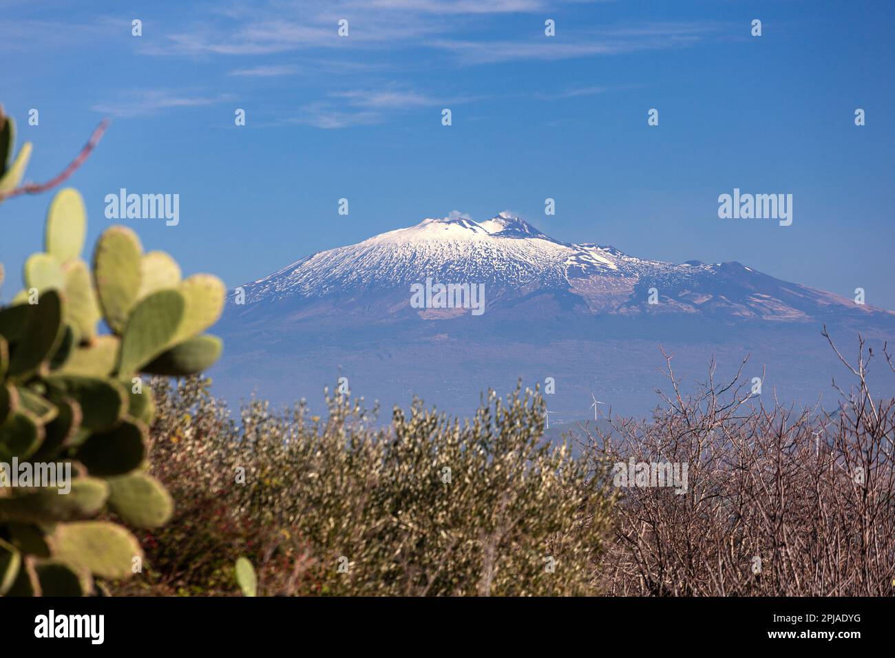 Prickly pear plant and volcano Etna covered with snow in background ...