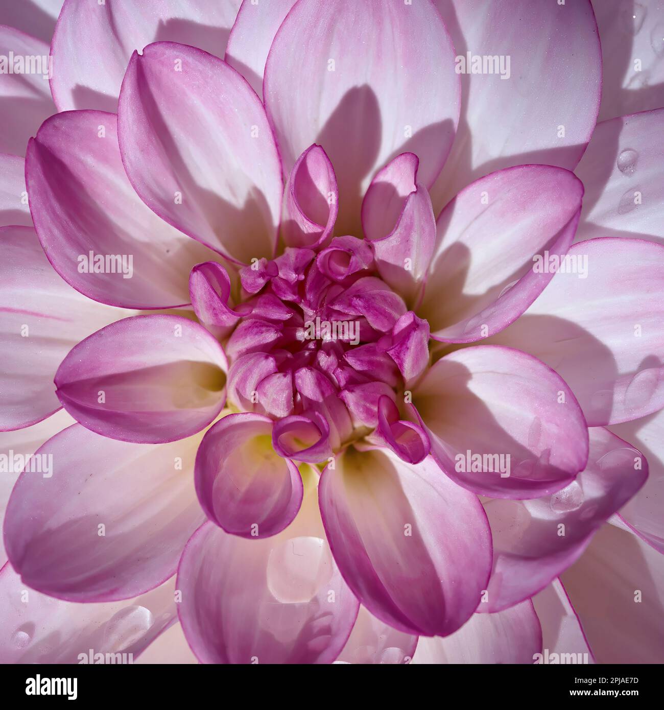 Best macro flower hi-res stock photography and images - Alamy