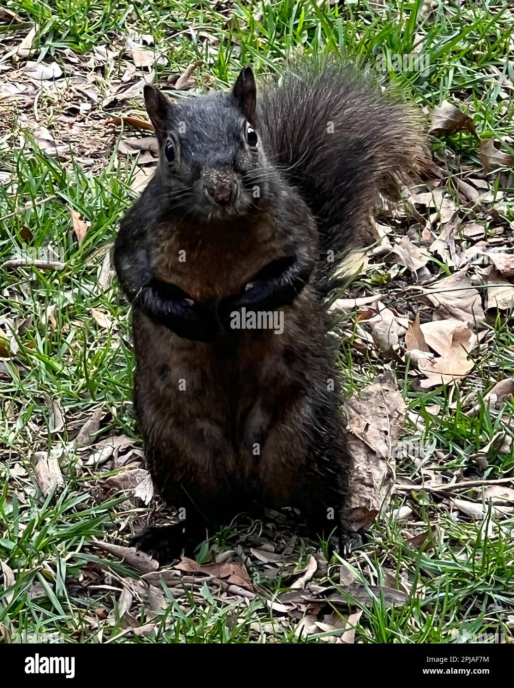 New York, NY, USA. 1st Apr, 2023. A black squirrel searches for food in ...