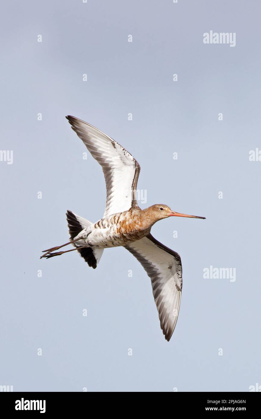 Black-tailed Godwit (Limosa limosa islandica) partial summer plumage ...