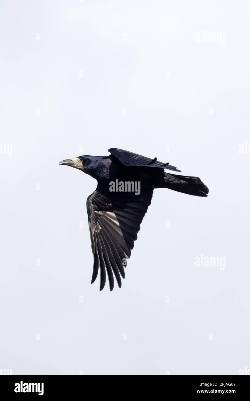 Rook rooks crow crows corvid norfolk hi-res stock photography and ...