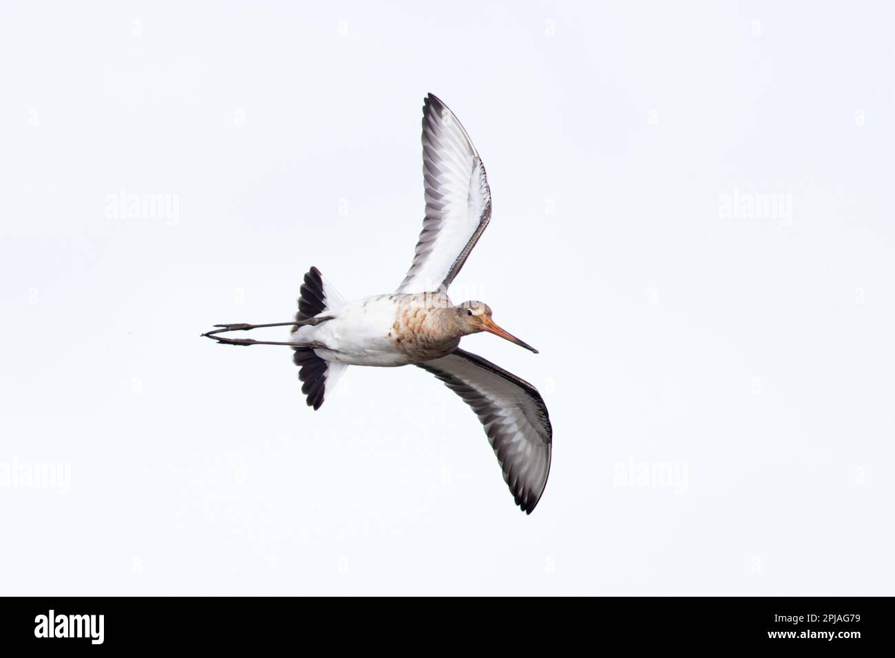 Black-tailed Godwit (Limosa limosa islandica) partial summer plumage ...