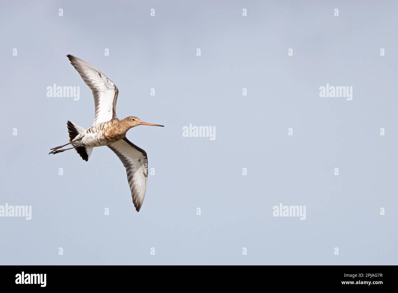 Black-tailed Godwit (Limosa limosa islandica) partial summer plumage ...