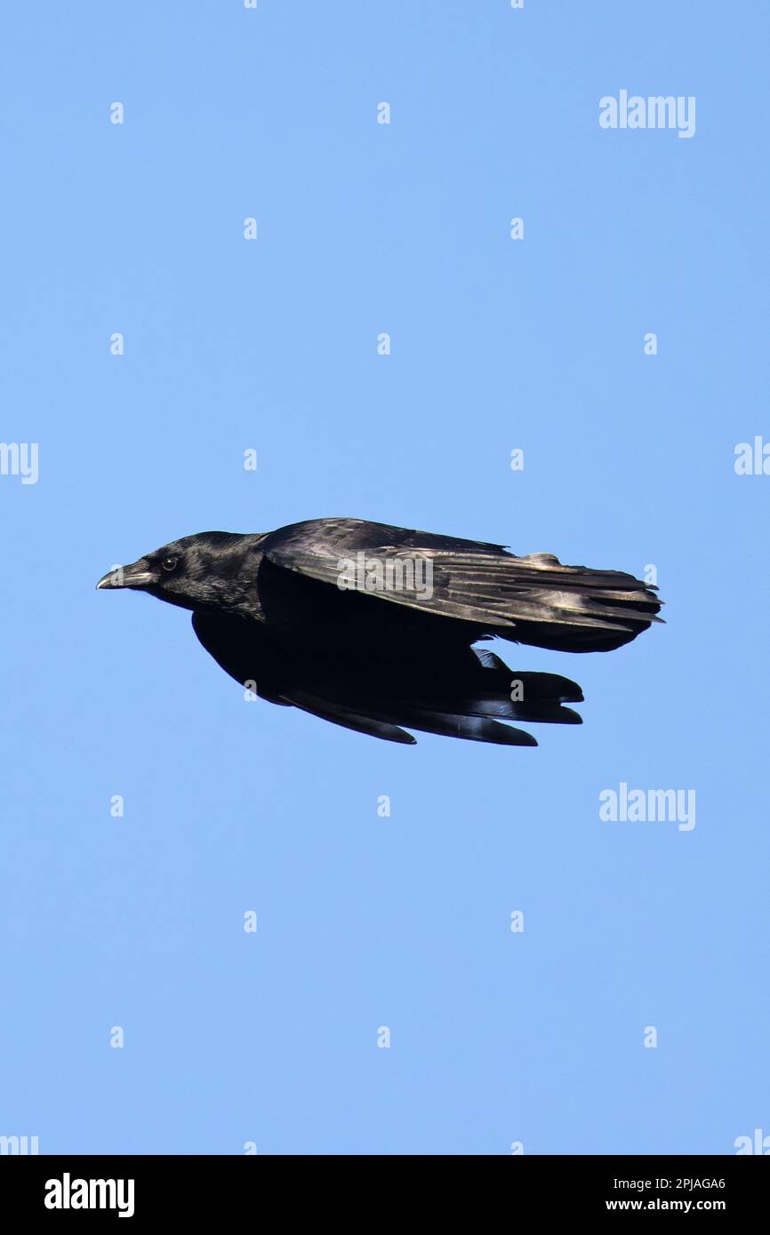 Carrion Crow (Corvus corone) flying Norfolk UK GB March 2023 Stock ...