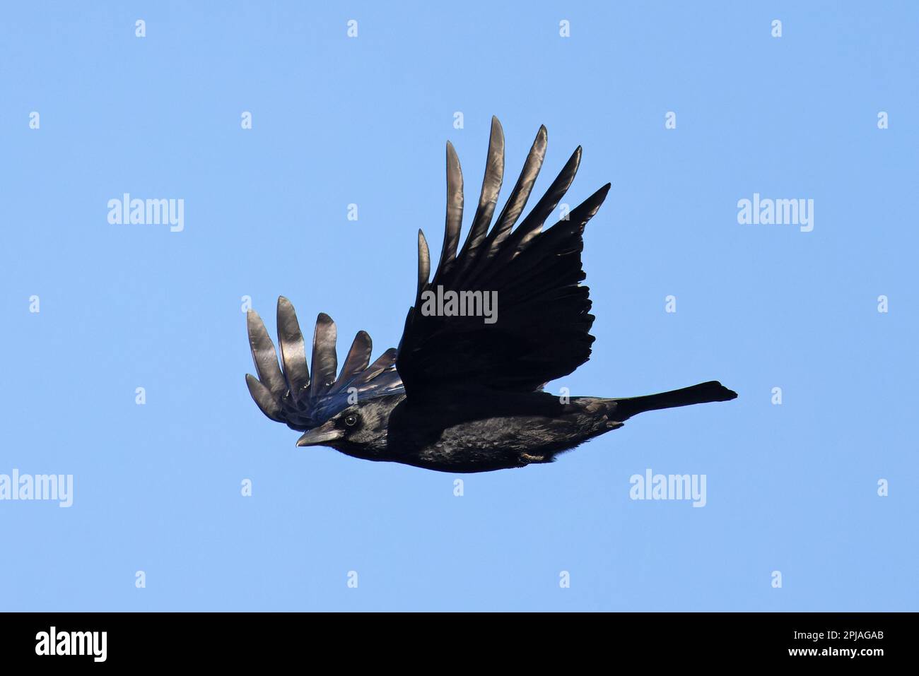 Carrion Crow (Corvus corone) flying Norfolk UK GB March 2023 Stock ...