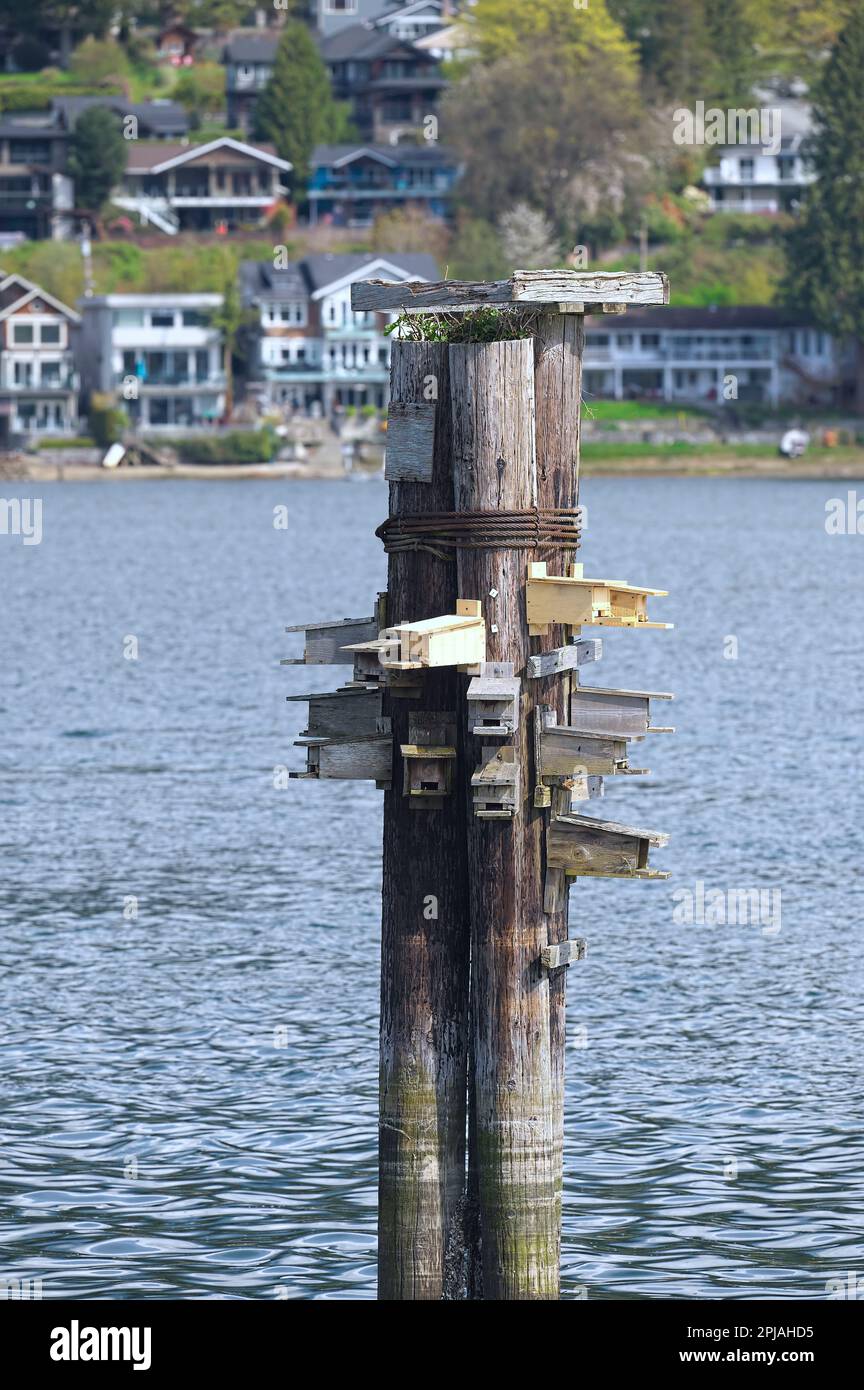 Handmade wooden Purple Martin (Progne subis) nesting boxes attached to ...