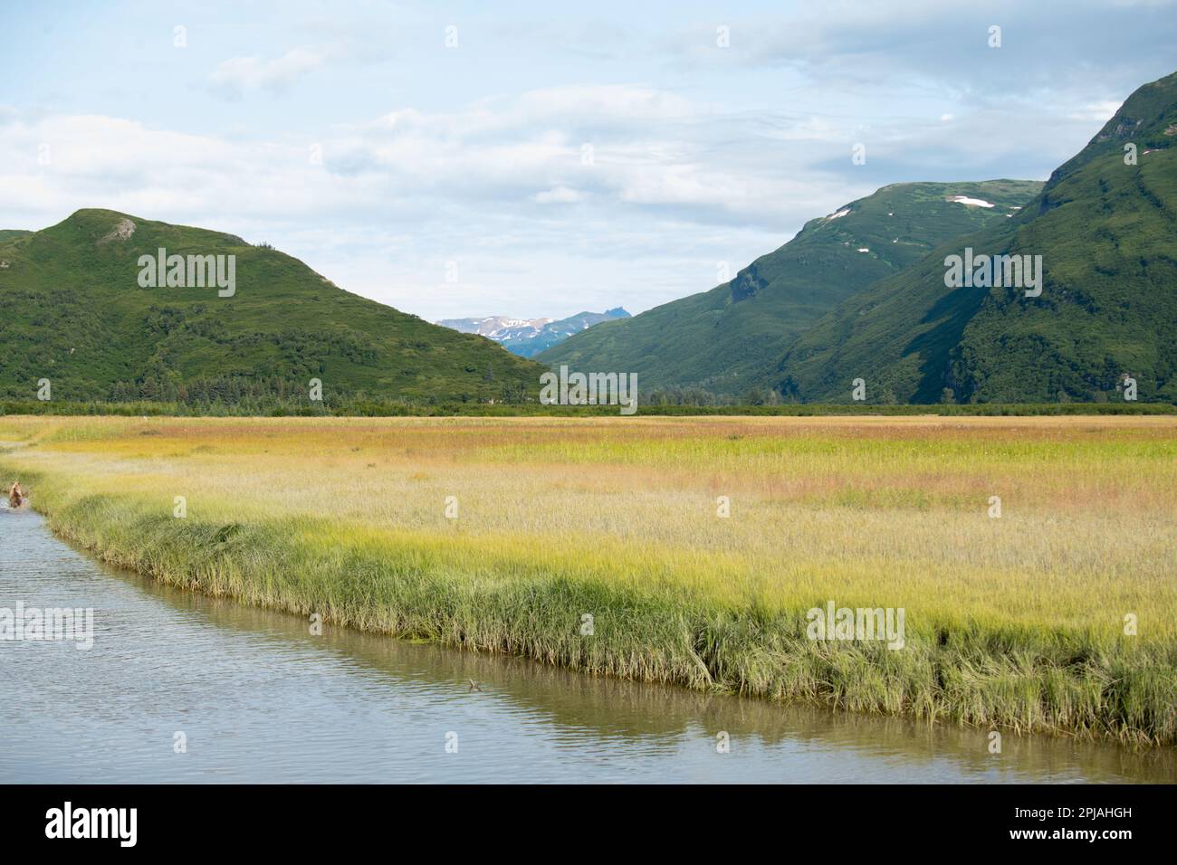 Sedge grass blowing in the wind hi-res stock photography and images - Alamy