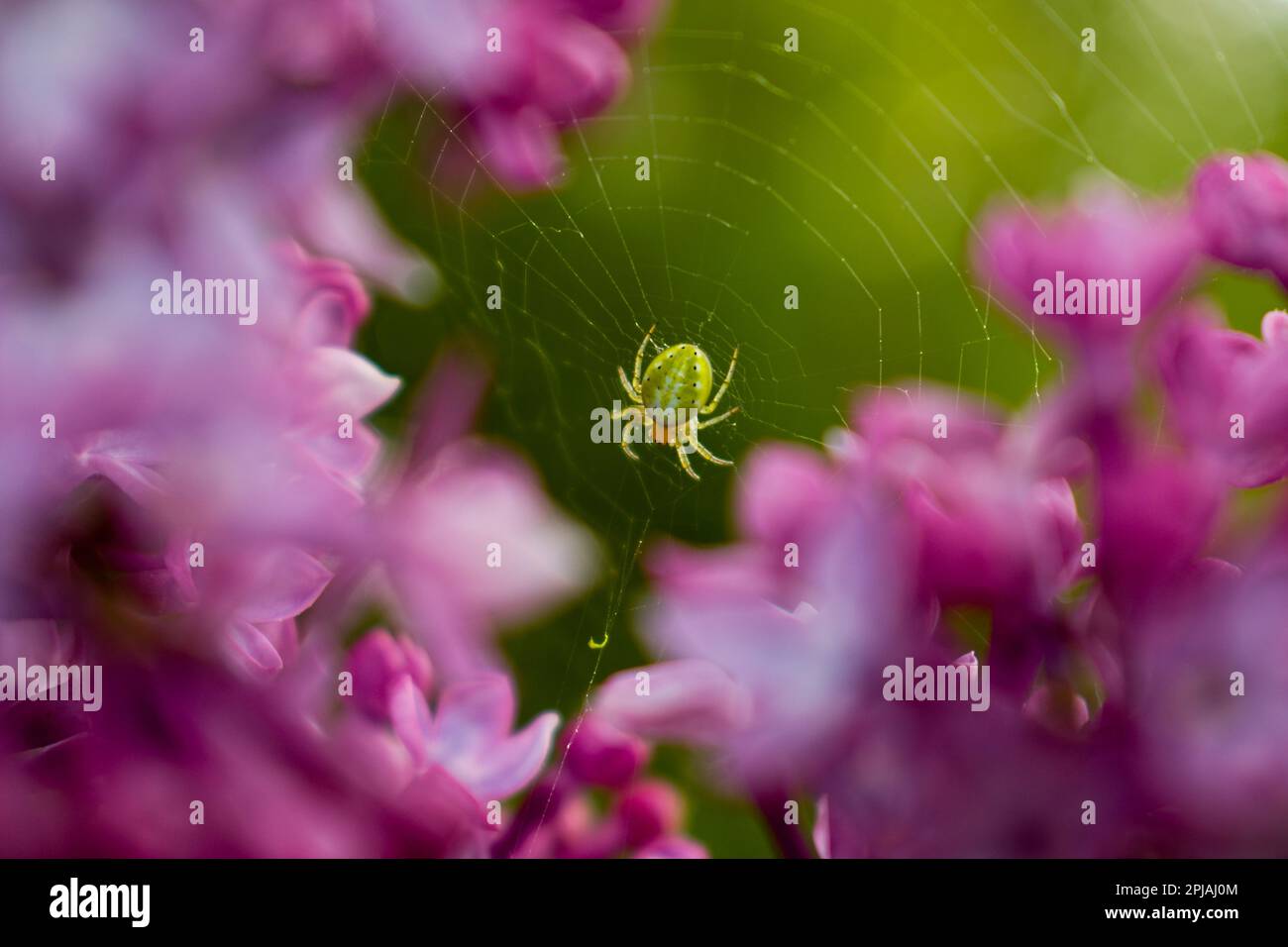 cute green little spider in web in lilac flowers Stock Photo - Alamy