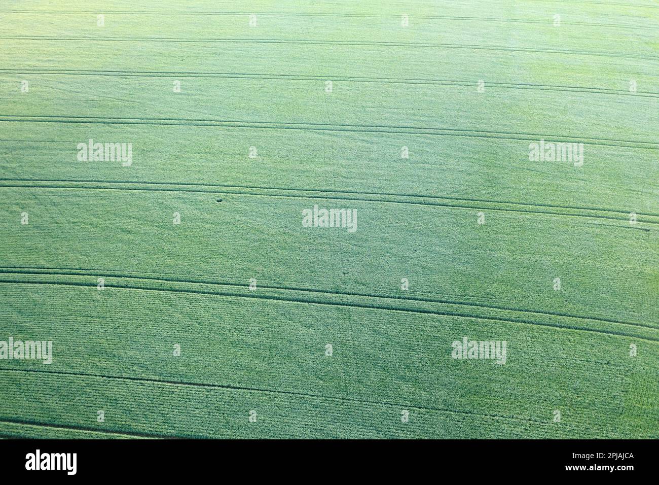 A drone shot captures the endless green fields of wheat sprawling into ...